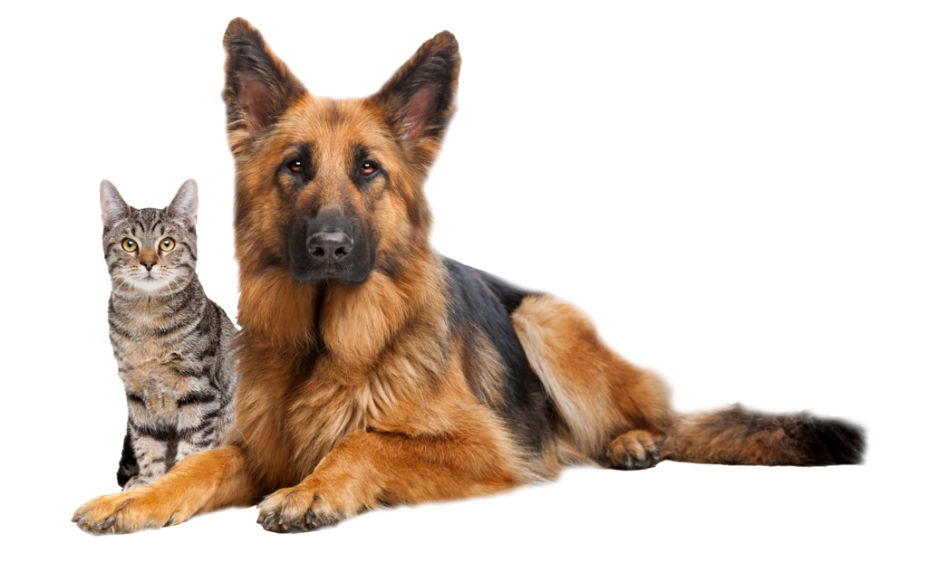 The Bark Zone